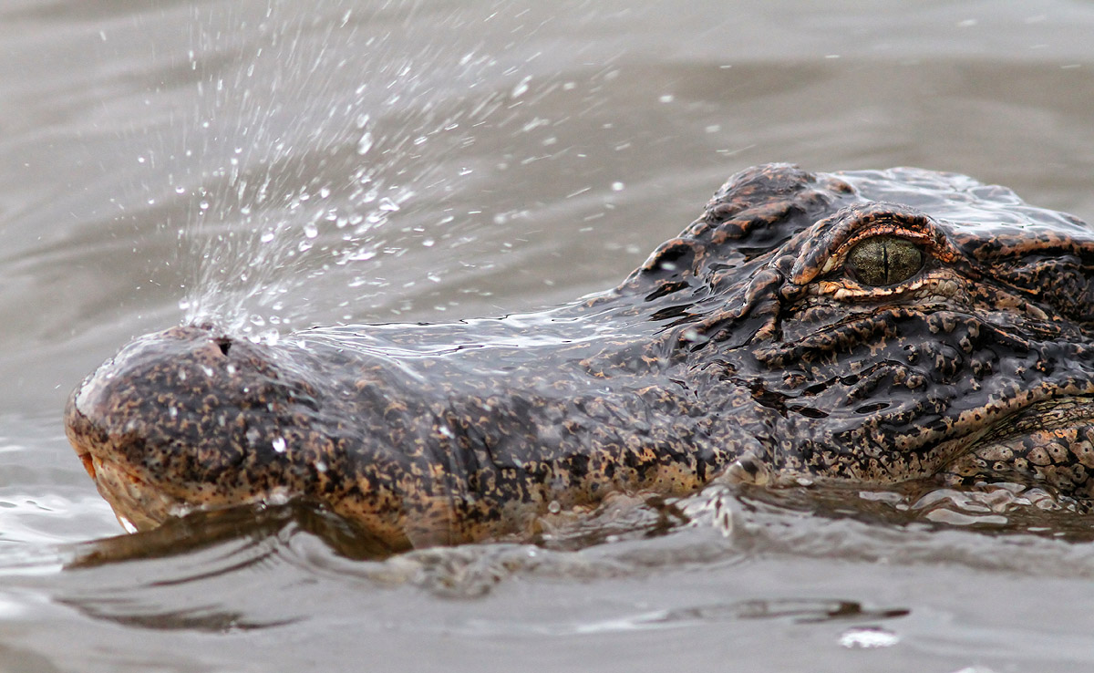 Alligator | Phil Lanoue Photography