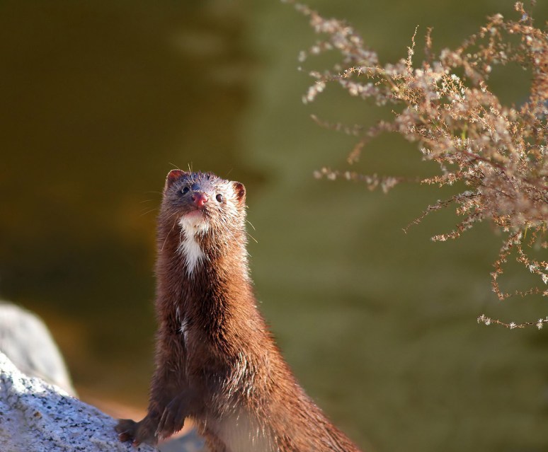 Mink Photos | Phil Lanoue Photography