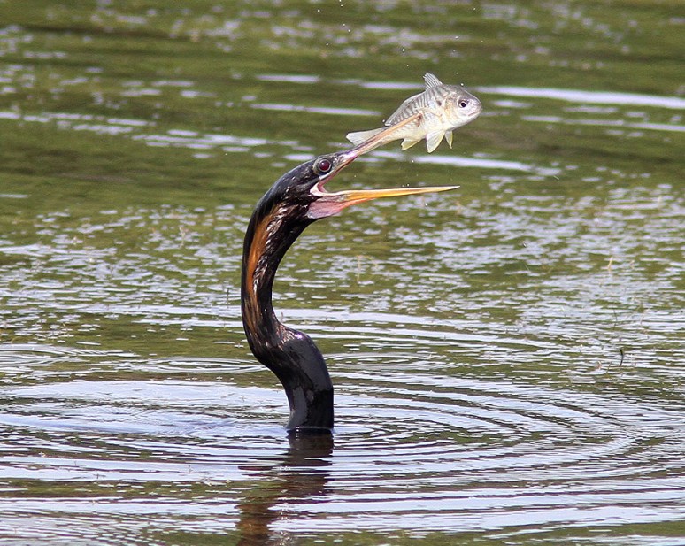 Anhinga Photos | Phil Lanoue Photography