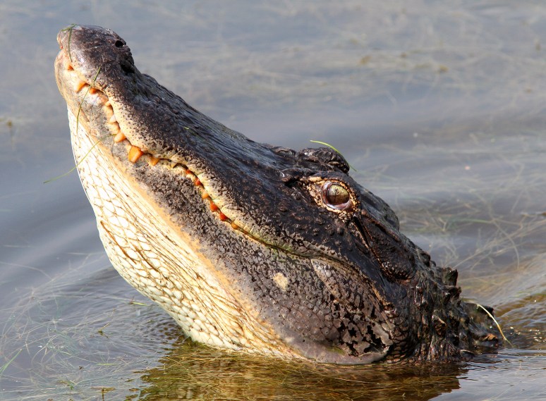 Alligator Photos | Phil Lanoue Photography