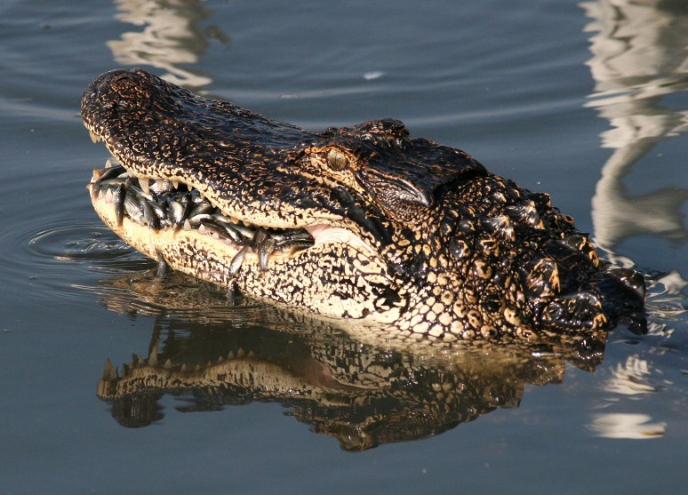 Alligator Photos | Phil Lanoue Photography
