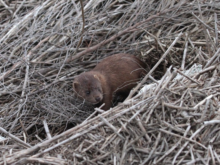 Mink Photos | Phil Lanoue Photography