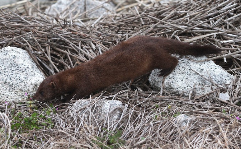 Mink Photos | Phil Lanoue Photography