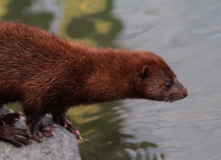 Mink Photos | Phil Lanoue Photography