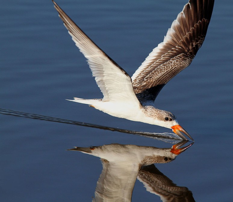 Skimmer Photos | Phil Lanoue Photography