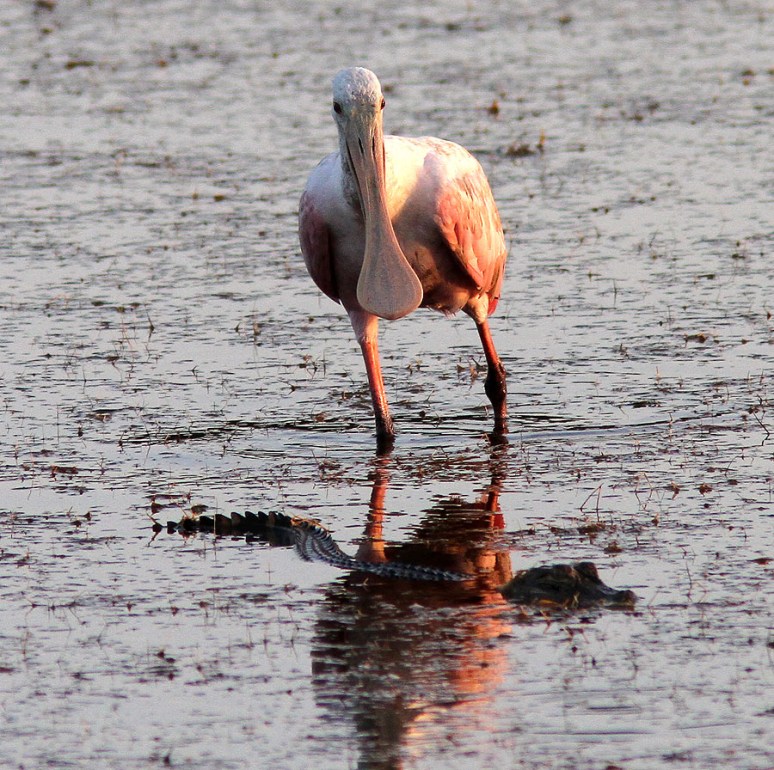 Spoonbill Photos | Phil Lanoue Photography
