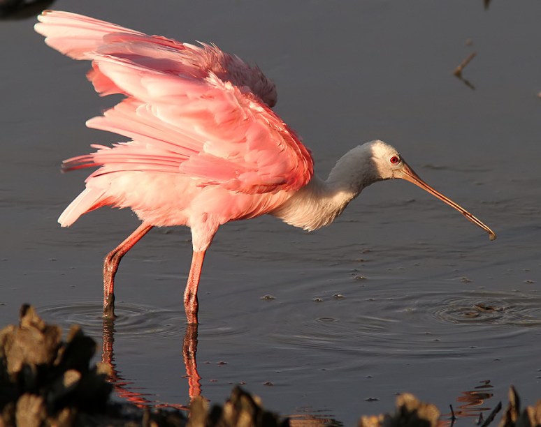 Spoonbill Photos | Phil Lanoue Photography
