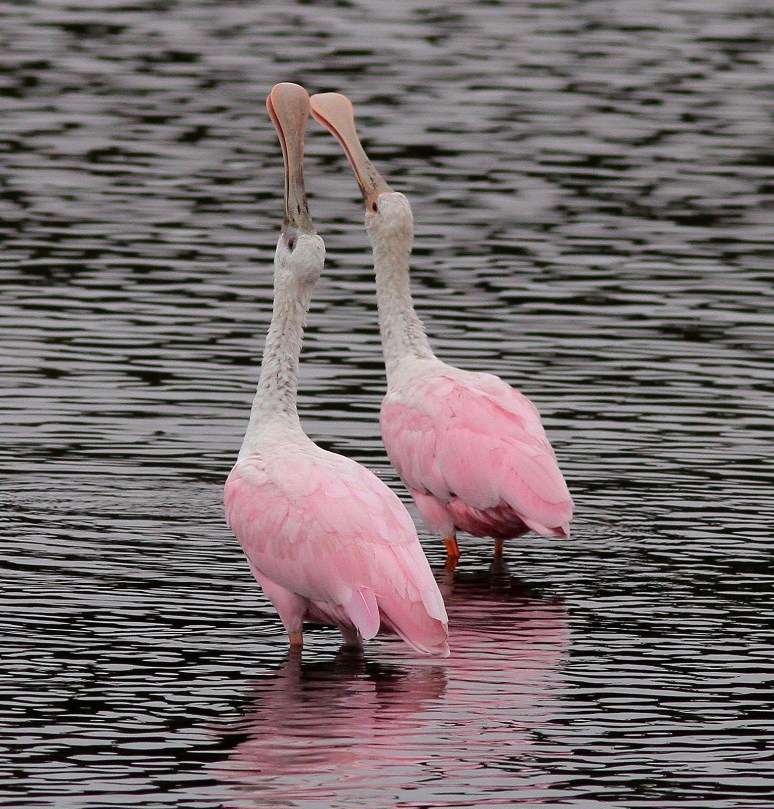 Spoonbill Photos | Phil Lanoue Photography