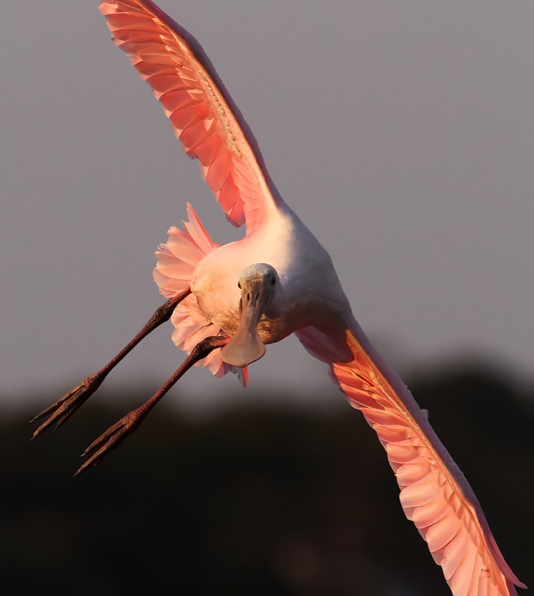 Spoonbill Photos | Phil Lanoue Photography