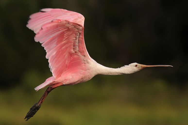 Spoonbill Photos | Phil Lanoue Photography