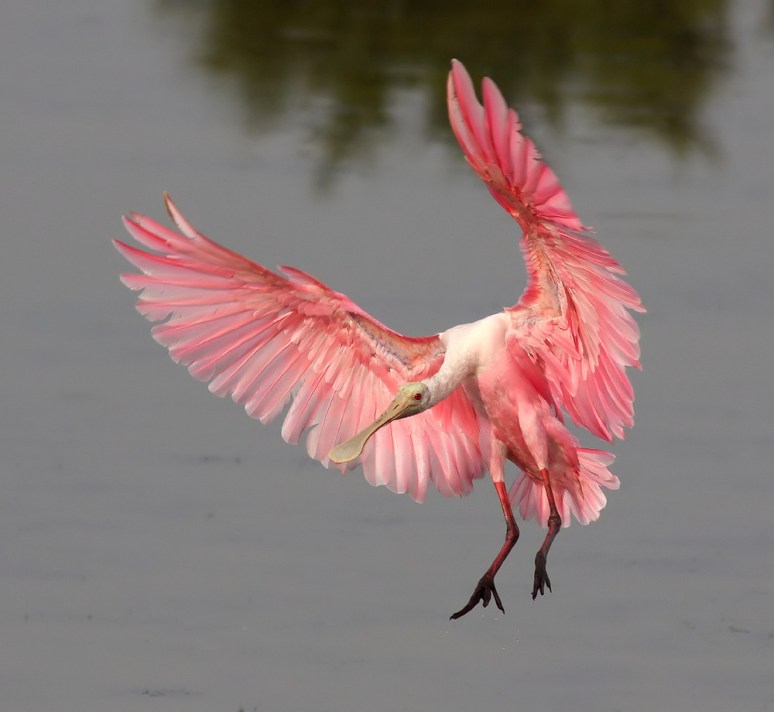 Spoonbill Photos | Phil Lanoue Photography