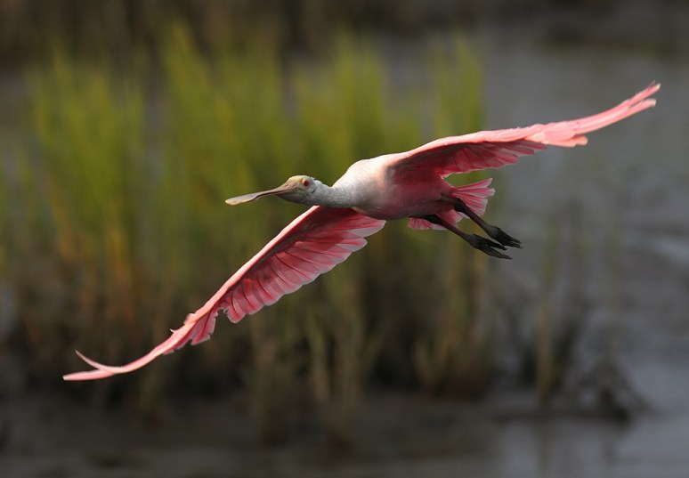 Spoonbill Photos | Phil Lanoue Photography