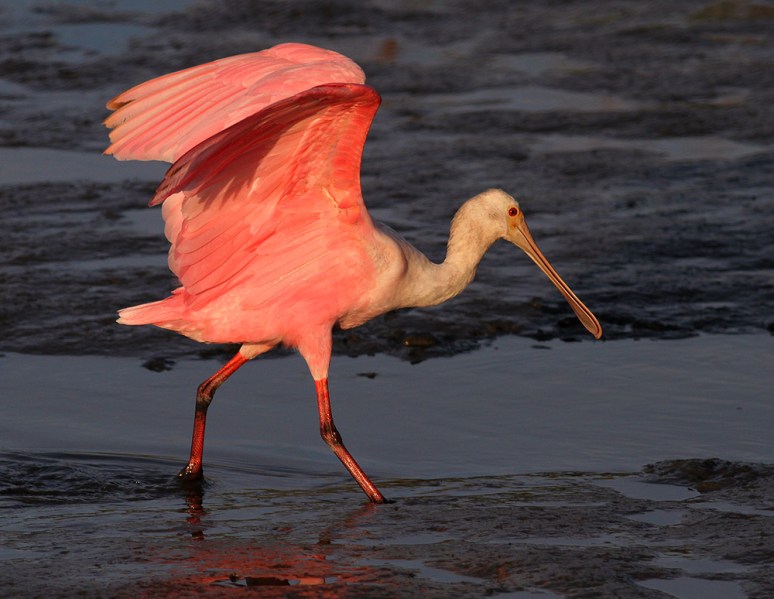 Spoonbill Photos | Phil Lanoue Photography