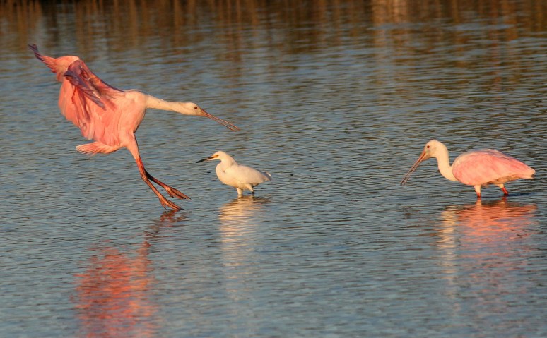 Spoonbill Photos | Phil Lanoue Photography