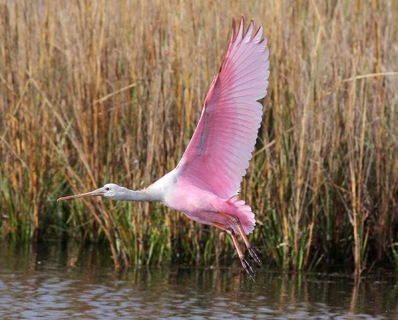 Spoonbill Photos | Phil Lanoue Photography