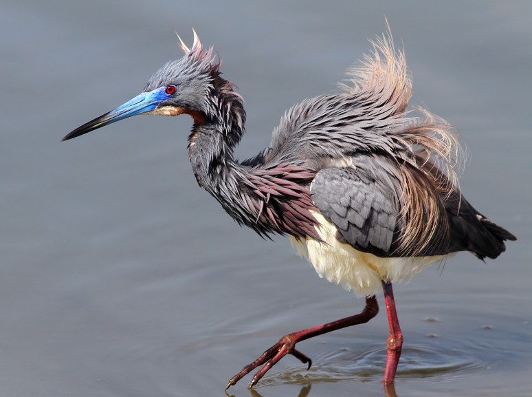 Tricolored Heron Photos | Phil Lanoue Photography