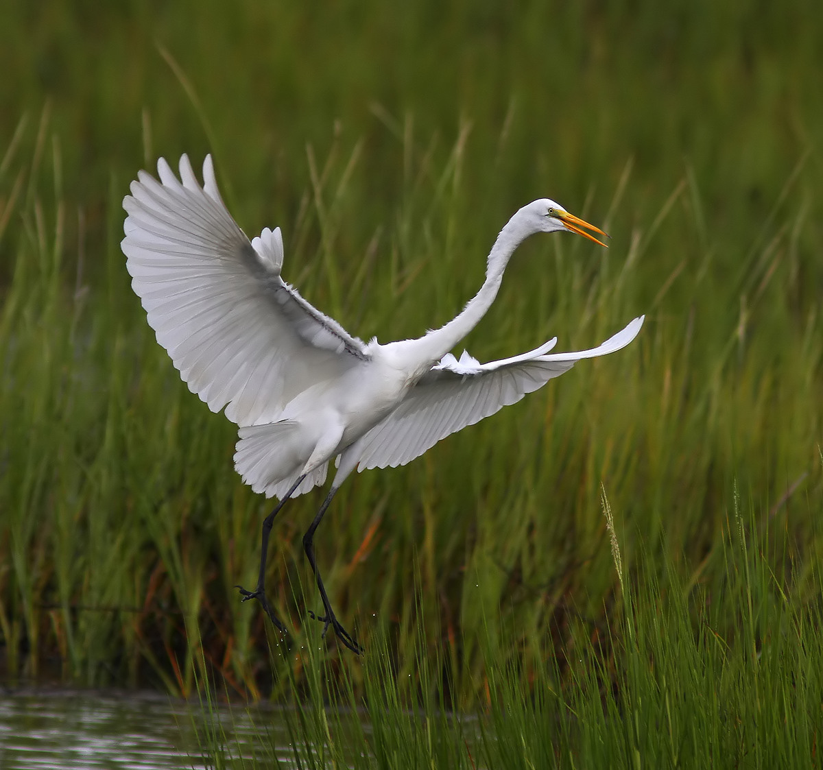 Egret Landing In Marsh | Phil Lanoue Photography