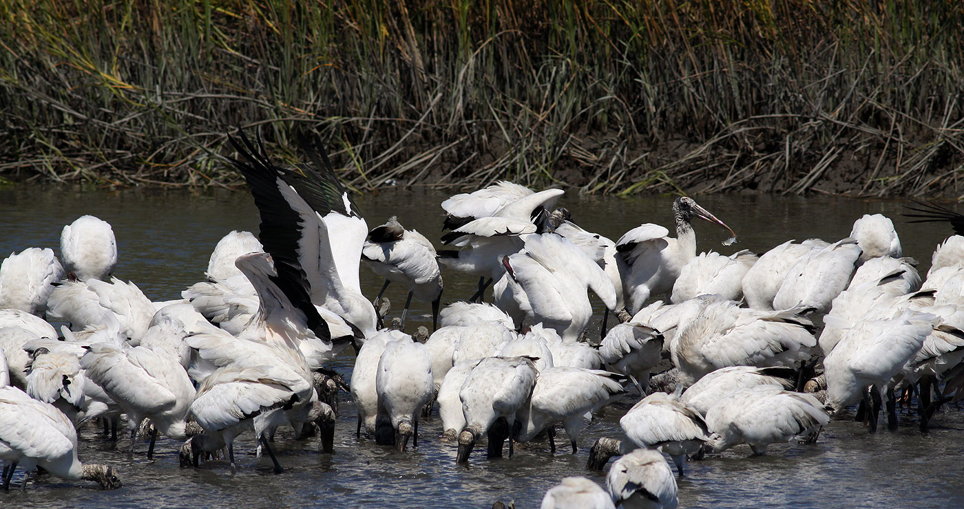 One Lucky Wood Stork | Phil Lanoue Photography