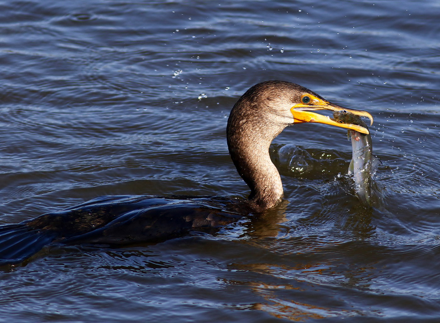 anhinga-and-cormorant-fishing- | Phil Lanoue Photography