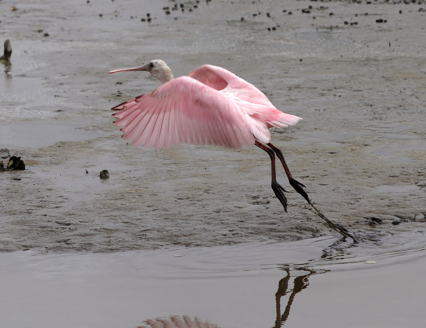 Spoonbill Jumps From Mud 01 | Phil Lanoue Photography